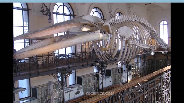 Strandet hval (#DerErMatematikIAlt) – Webmatematik